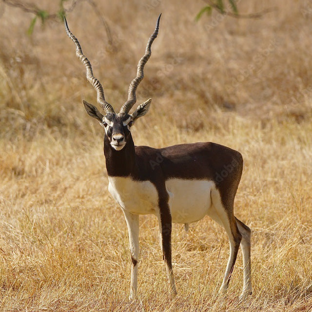 Blackbuck Antelope Hunting in Texas | Covered S Ranch