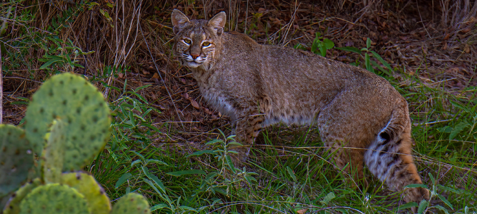 Bobcat Hunting in Texas | Covered S Ranch
