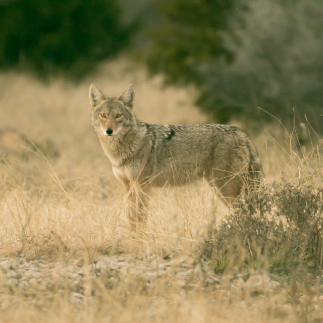 Coyote Hunting in Texas | Covered S Ranch