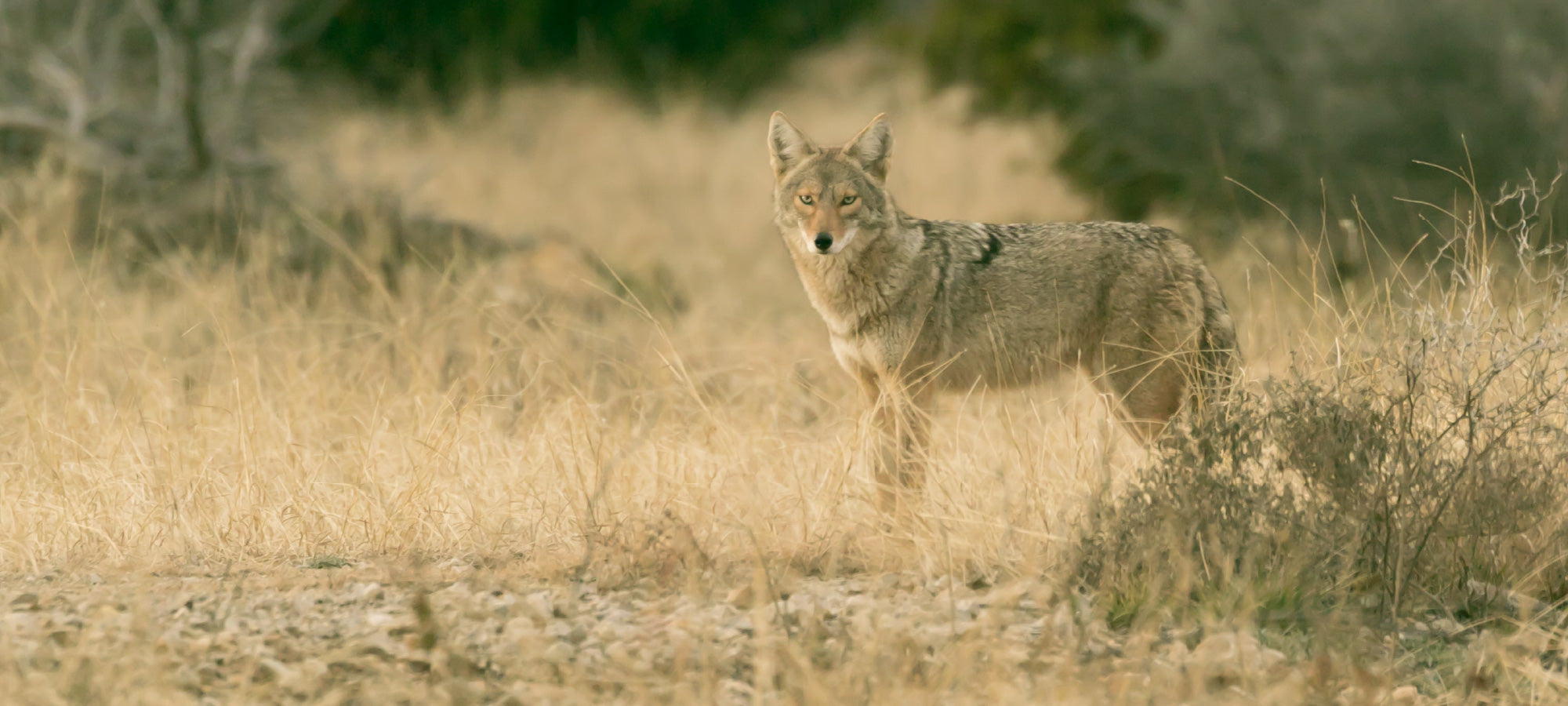 Varmint Hunting in Texas | Covered S Ranch