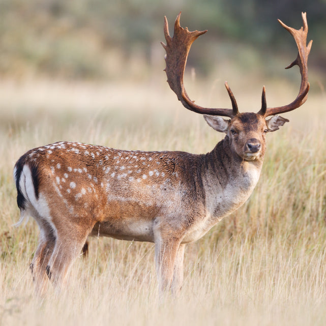 Game Preserve Exotic Hunting in Texas | Covered S Ranch