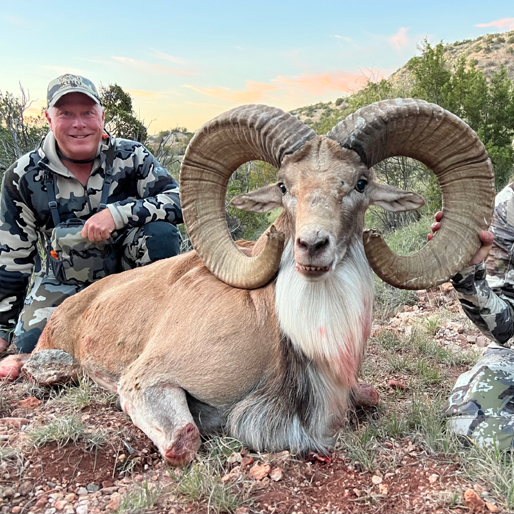 Exotics Gallery – Covered S Ranch