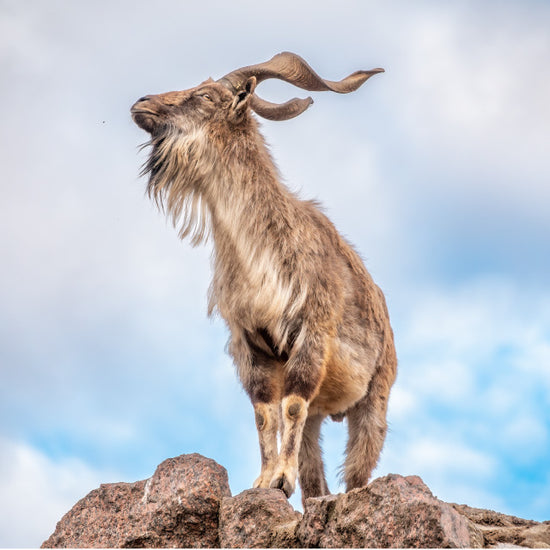 Markhor Hunting in Texas | Covered S Ranch