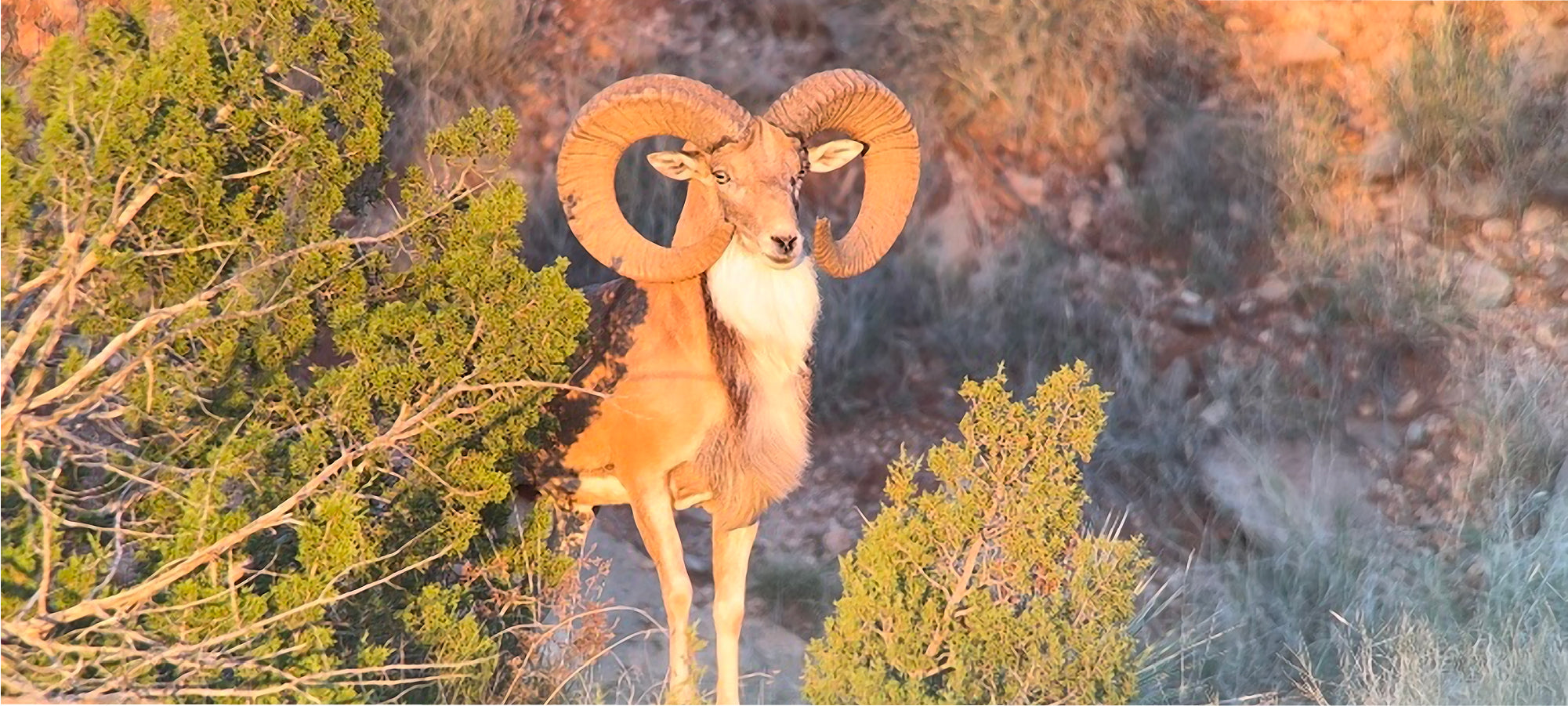 Transcaspian Urial Hunting in Texas | Covered S Ranch